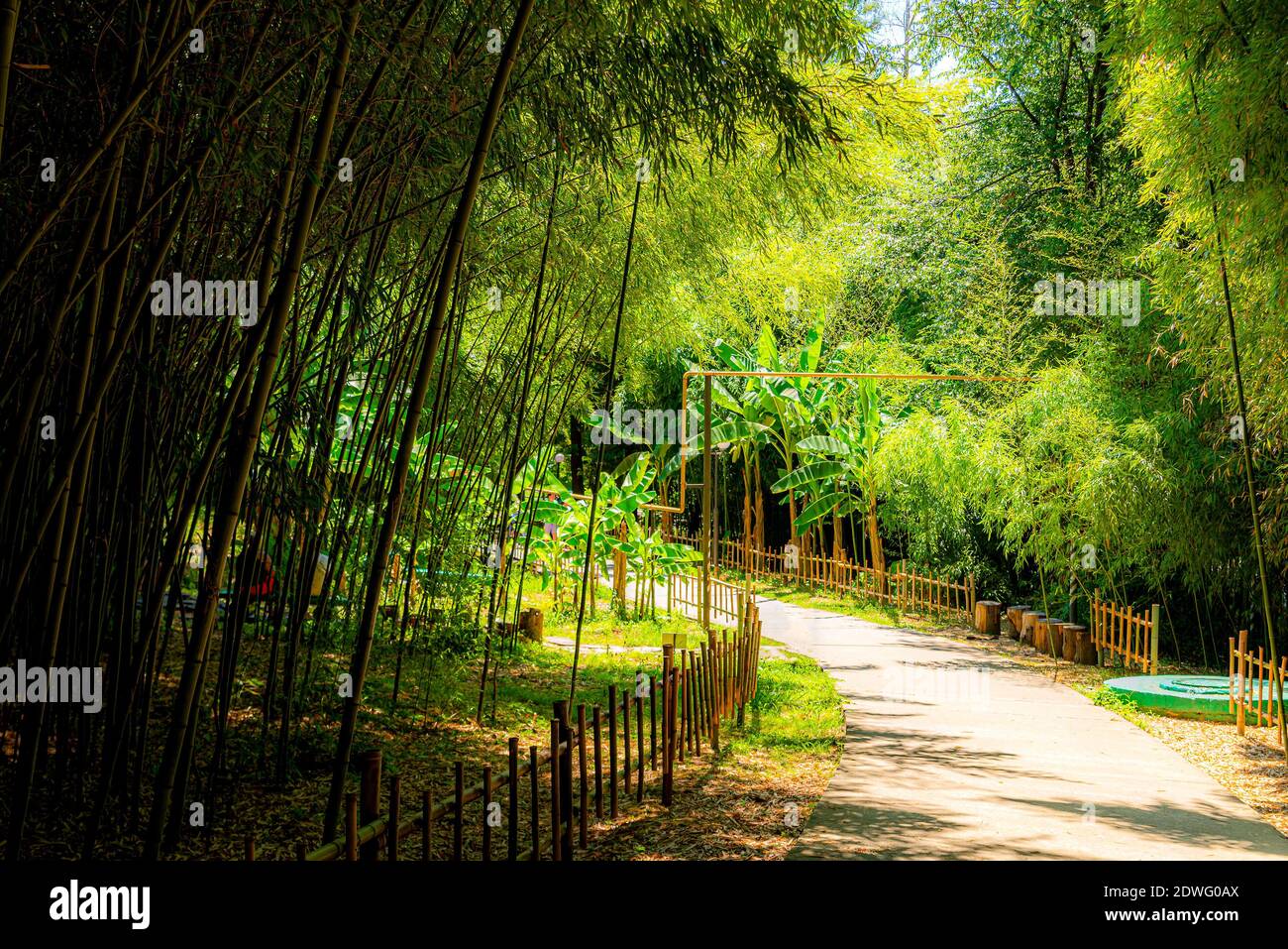 Panorama bamboo forest or bamboo grove with bushes Stock Photo - Alamy
