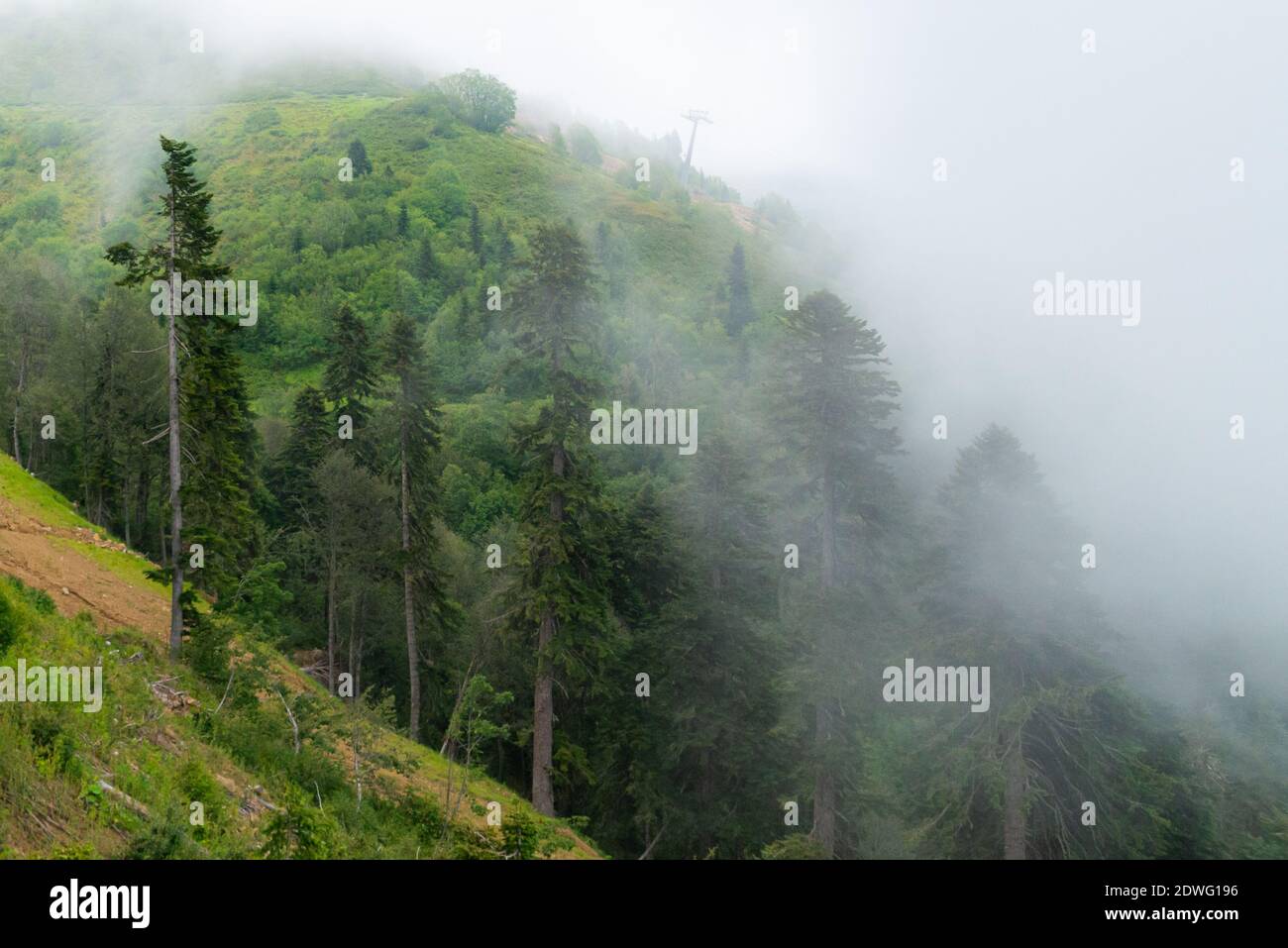 Foggy mountainside evergreen forest - layered pines in front of and ...