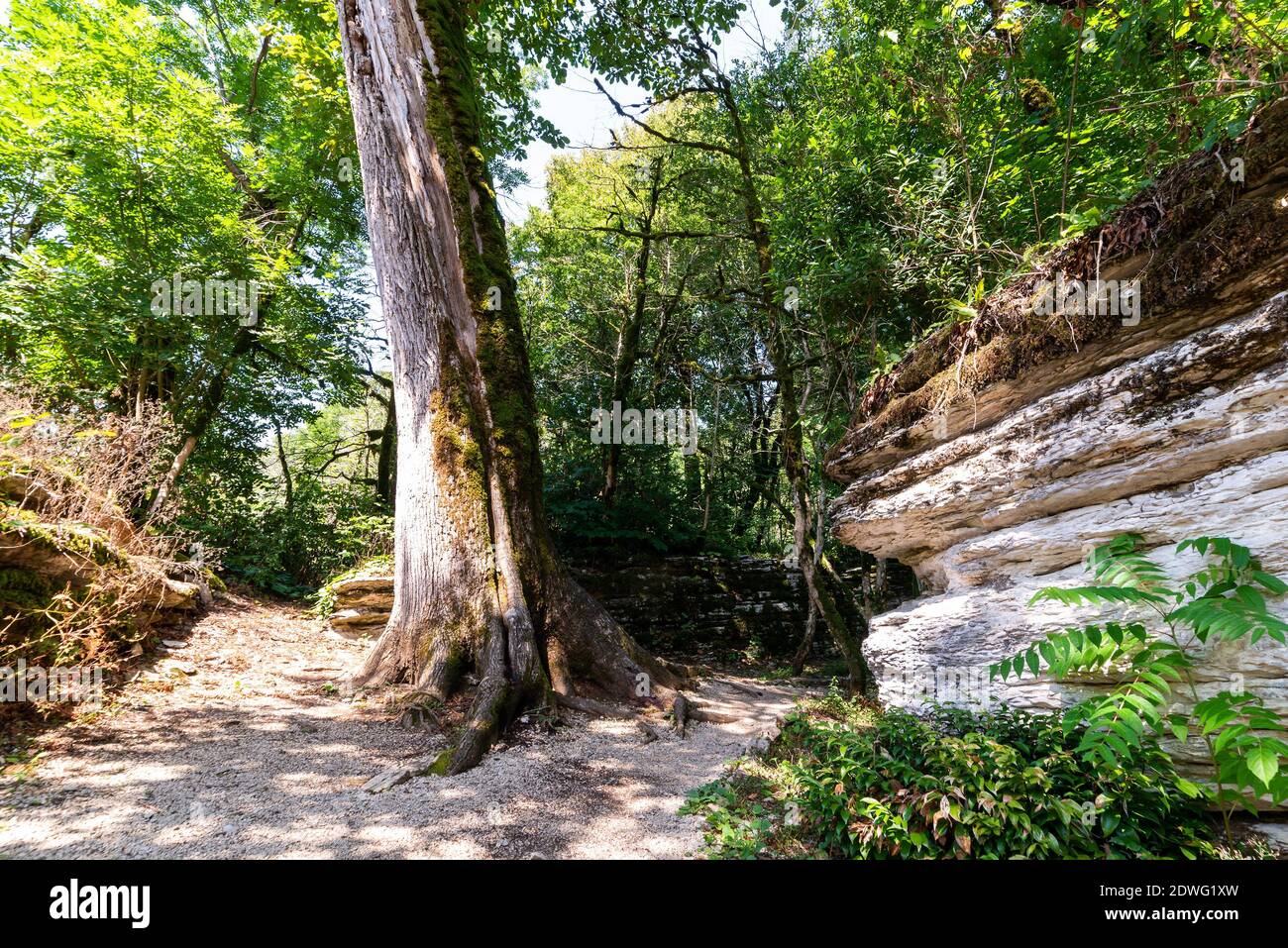 Gap or cleft in ground in mysterious forest. Surroundings of the hiking ...