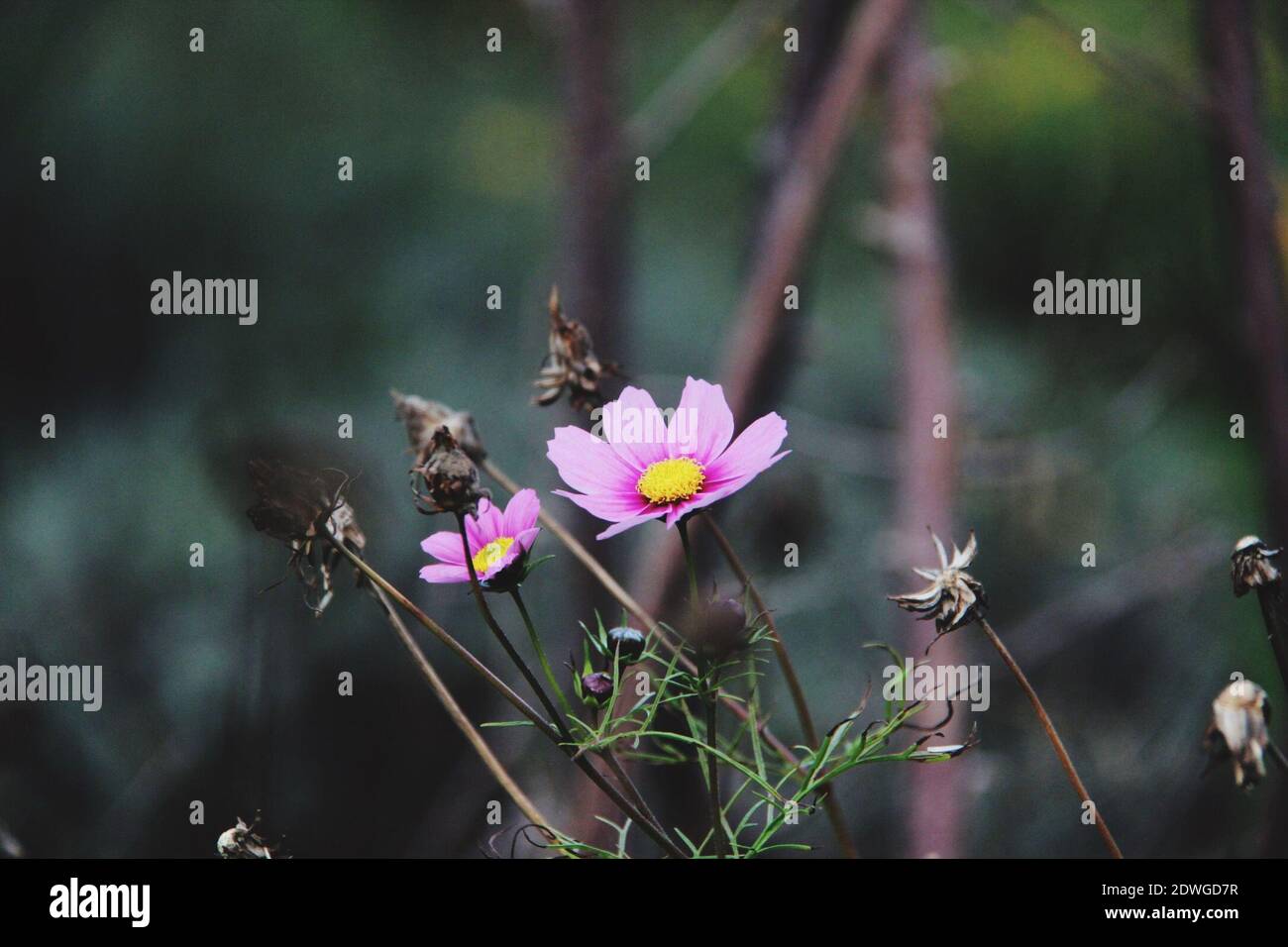 Stand out animals hi-res stock photography and images - Alamy