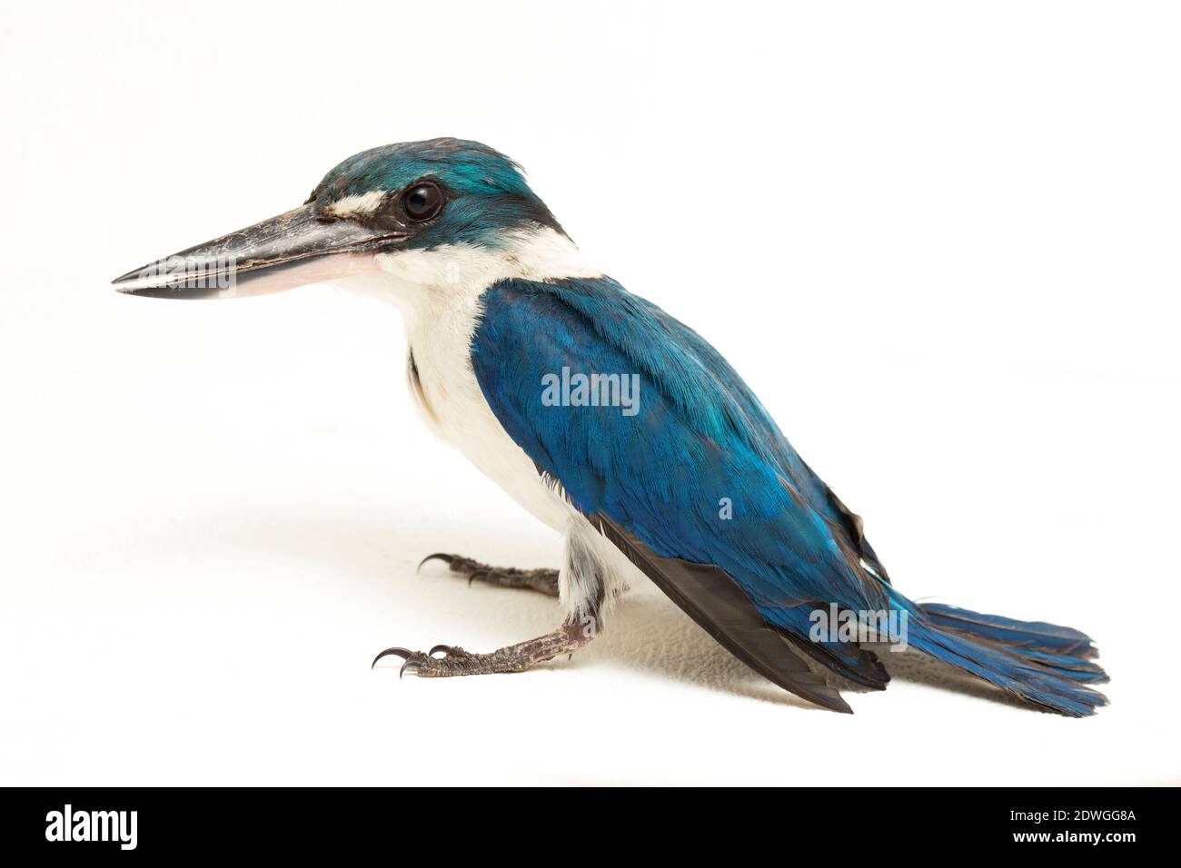 The Collared Kingfisher bird (Todiramphus chloris) isolated on white ...