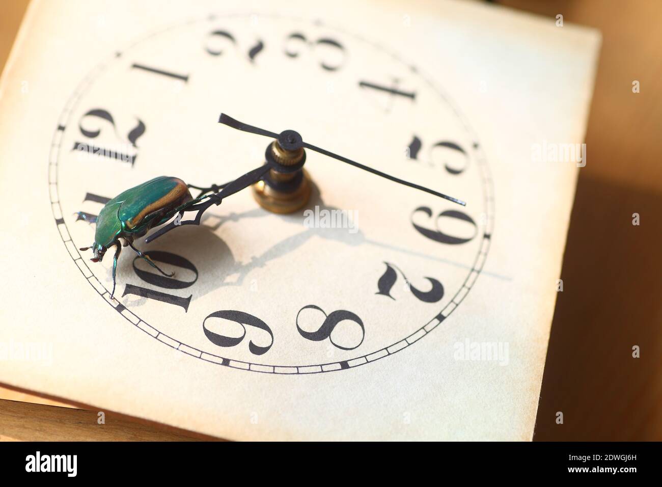 Clock Beetle High Resolution Stock Photography and Images - Alamy