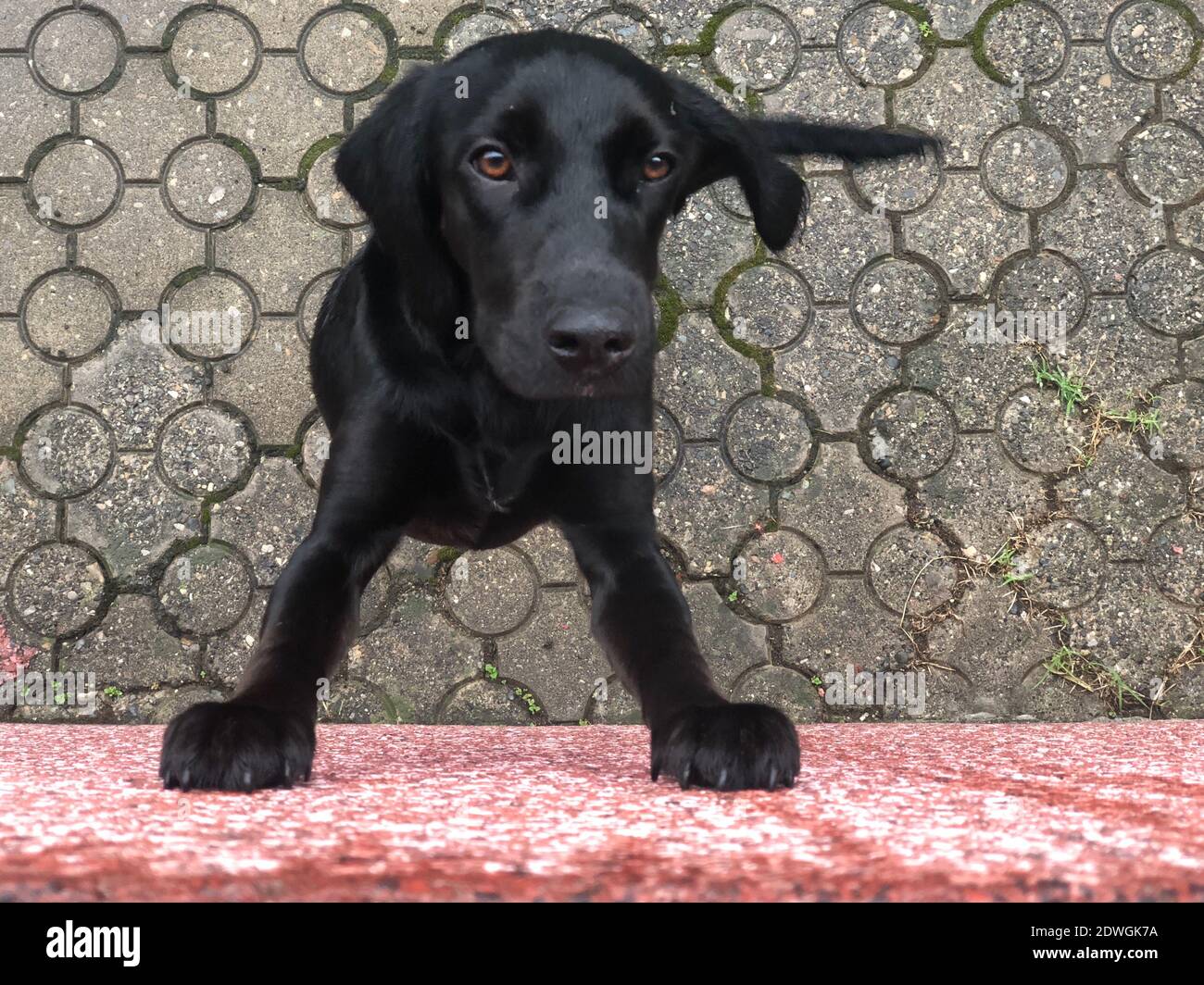 Dog black above hi-res stock photography and images - Alamy