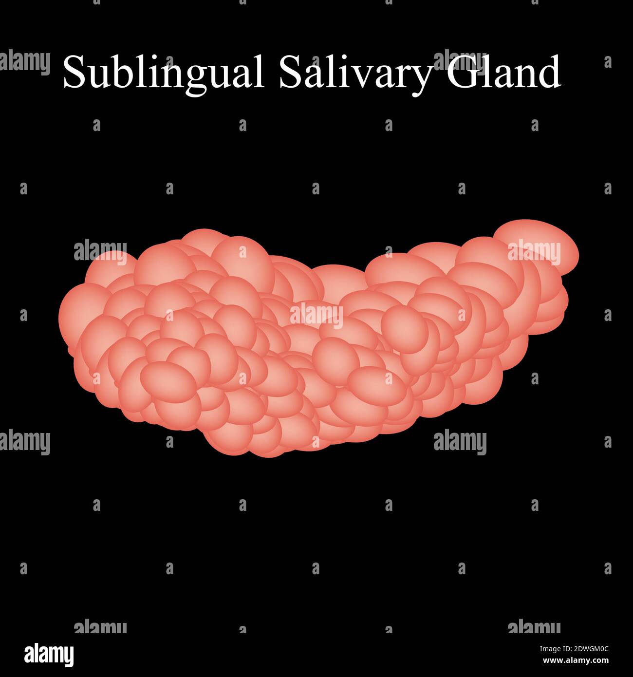 Salivary glands tumor hi-res stock photography and images - Alamy