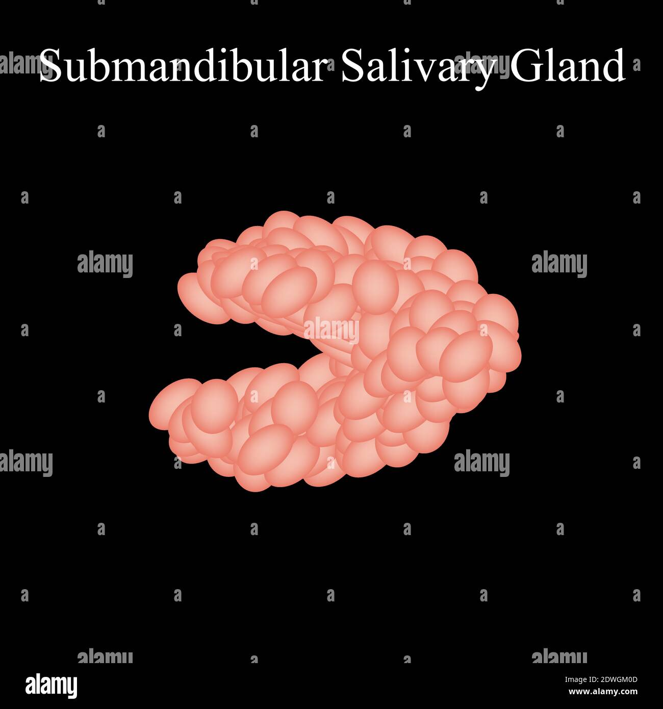 Submandibular gland hi-res stock photography and images - Alamy