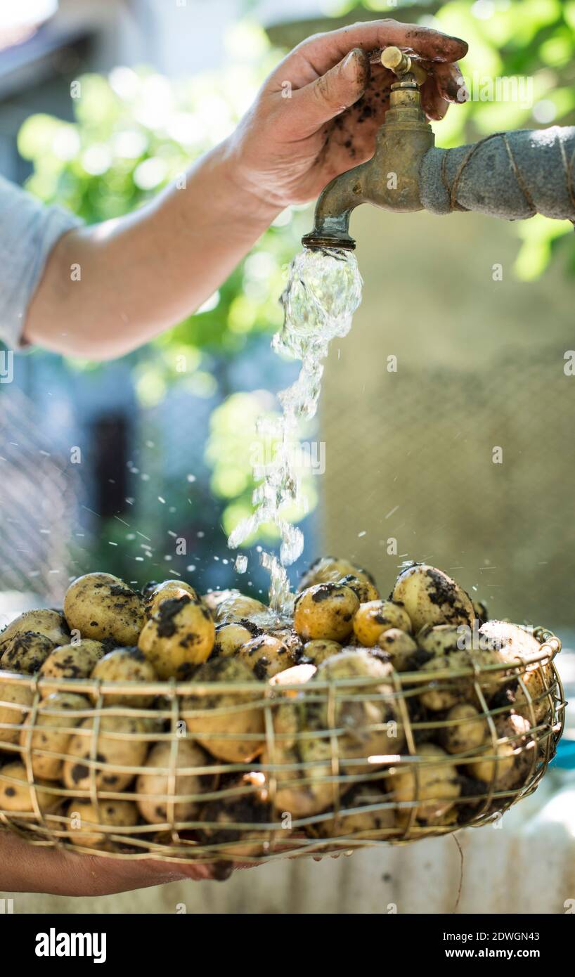 Person washing potatoes hi-res stock photography and images - Alamy