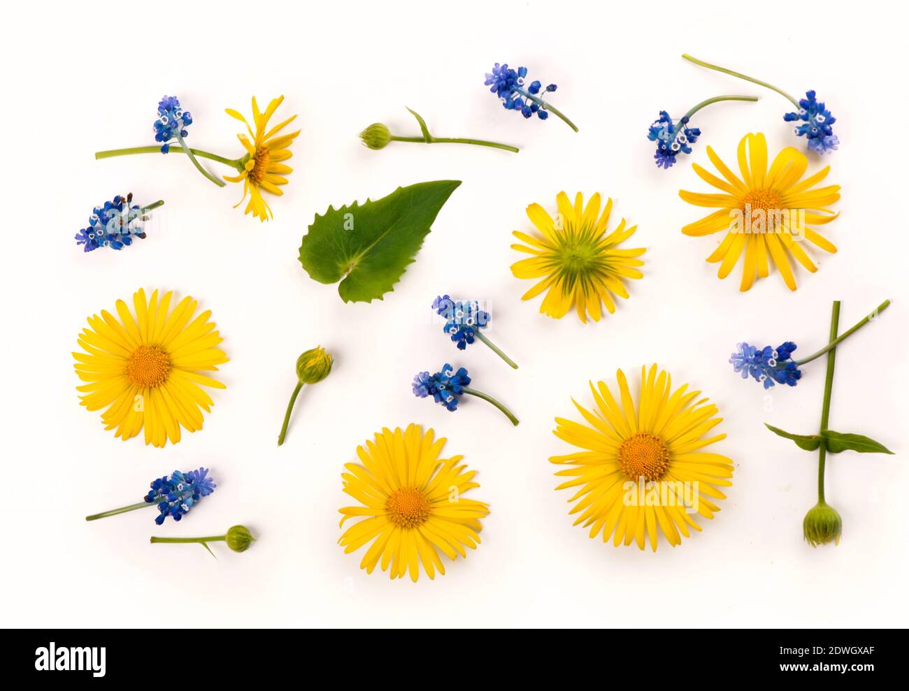 Spring flower heads collection isolated on white background Stock Photo ...