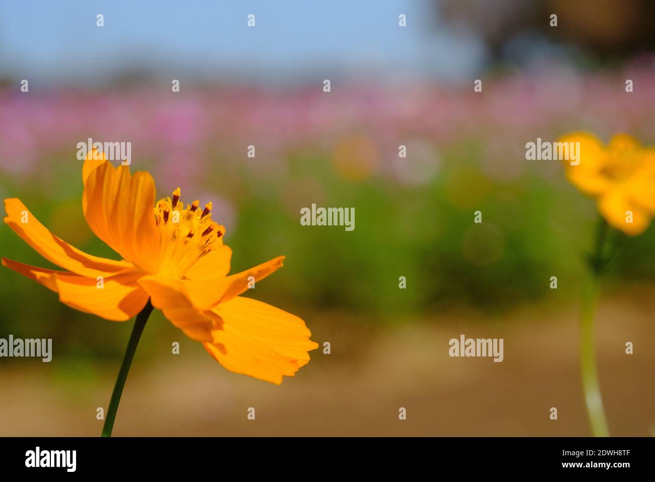 Cosmos yellow cosmos japan hi-res stock photography and images - Alamy