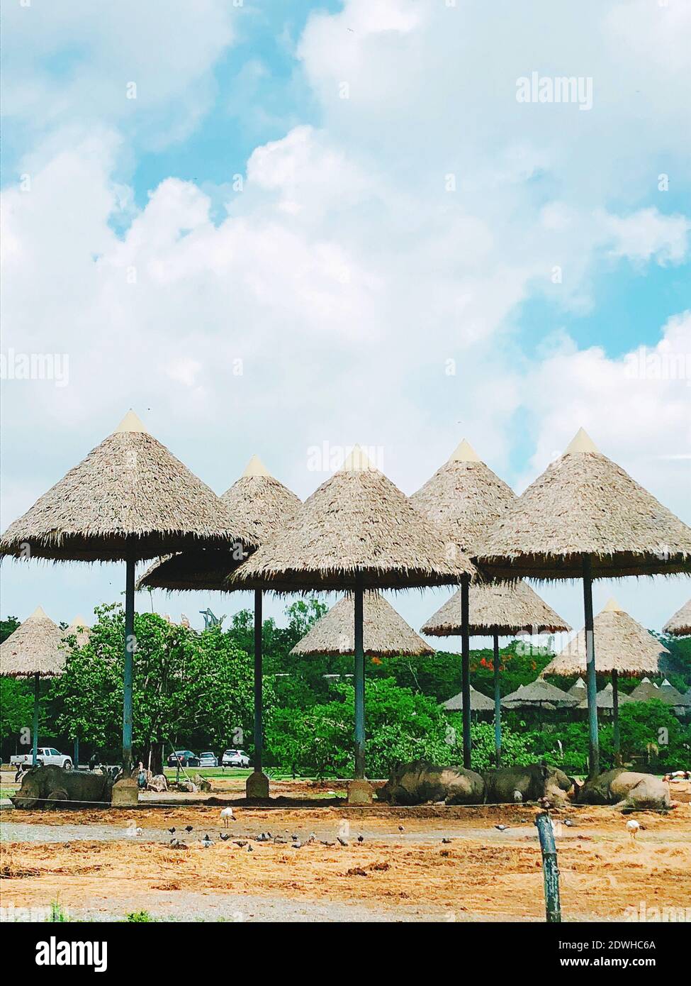 Thatched Roof Animals High Resolution Stock Photography and Images - Alamy
