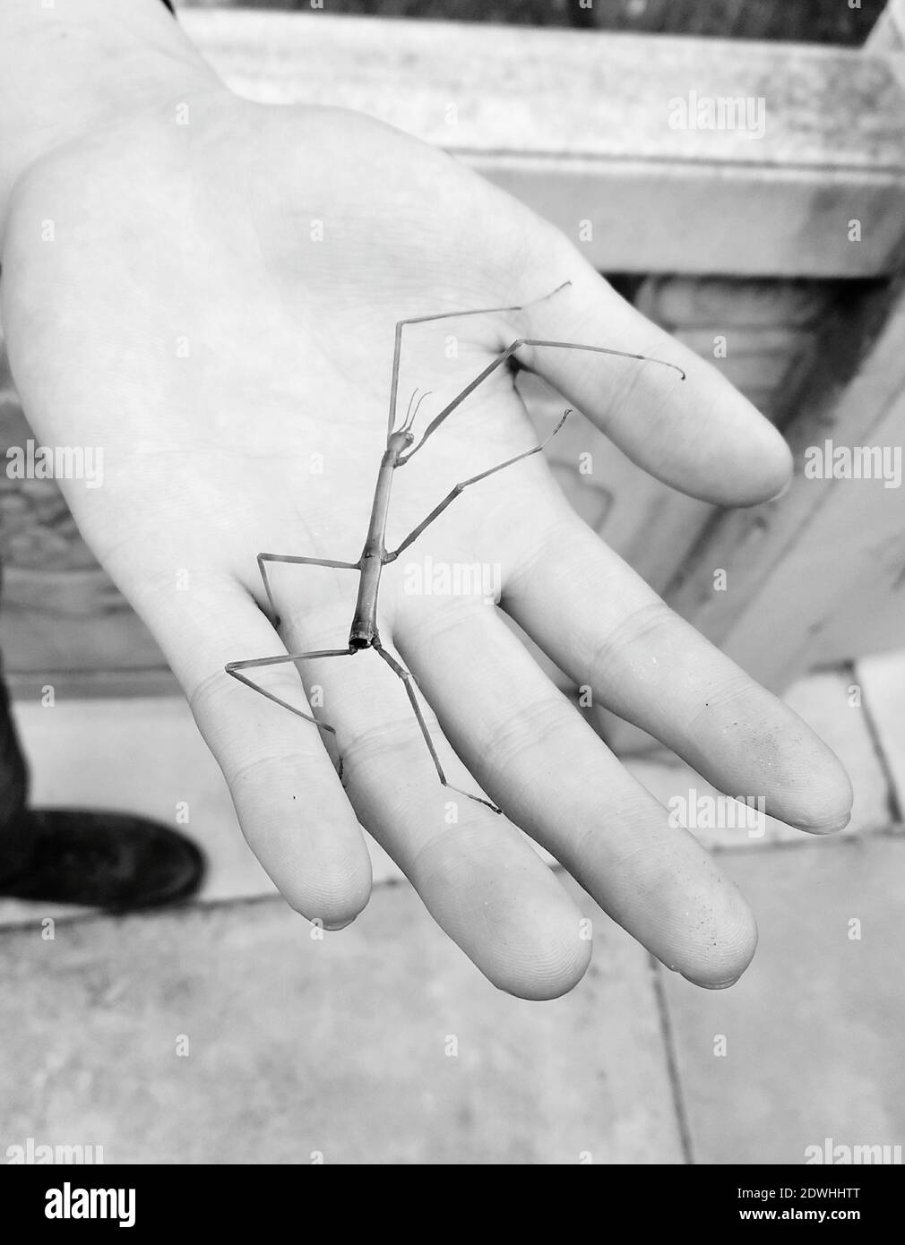 Mantis on human hand hi-res stock photography and images - Alamy