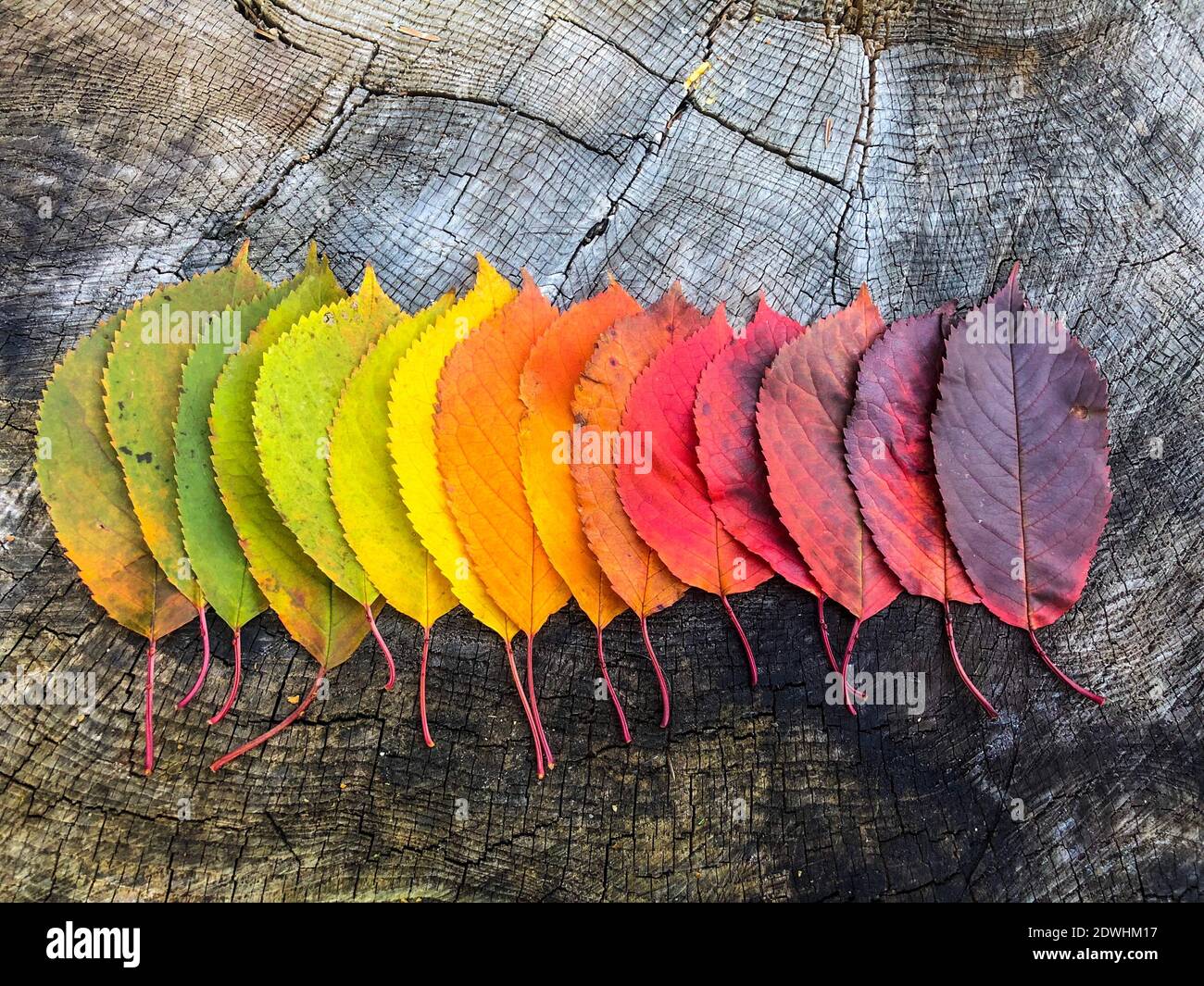 Gradients colors hi-res stock photography and images - Alamy