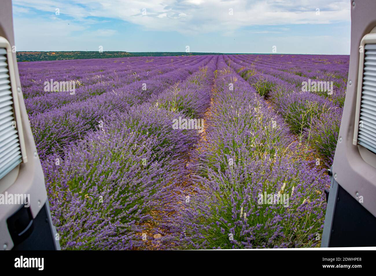 Lavender field with flower in Brihuega, Guadalajara in Spain Stock ...