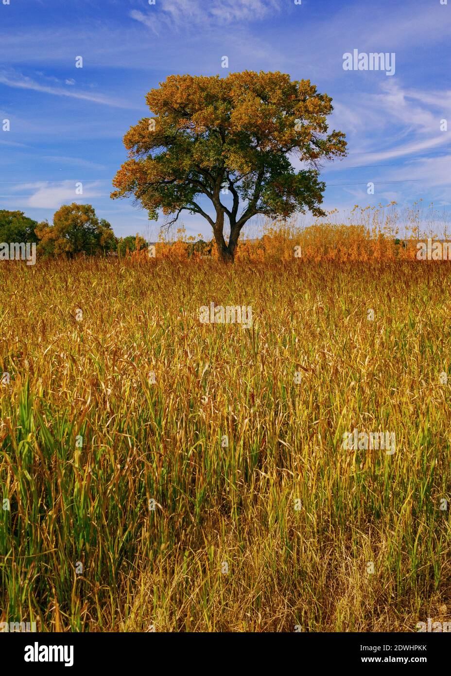Albuquerque autumn fall hi-res stock photography and images - Alamy