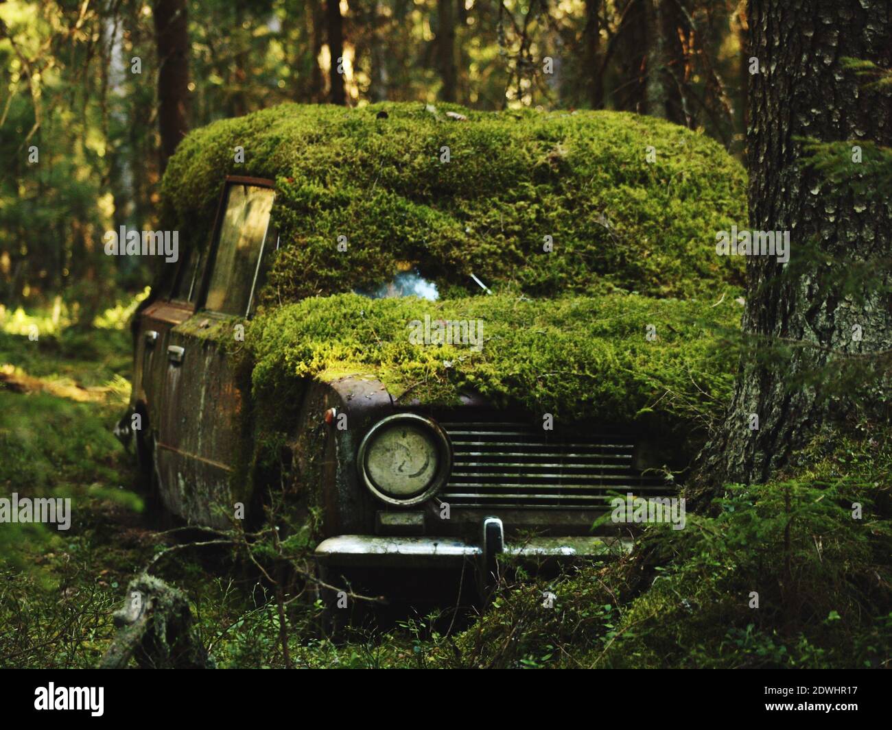 Moss covered car hi-res stock photography and images - Alamy