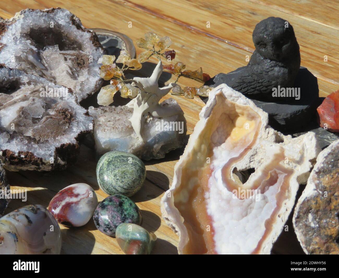 Petrified shells hi-res stock photography and images - Alamy