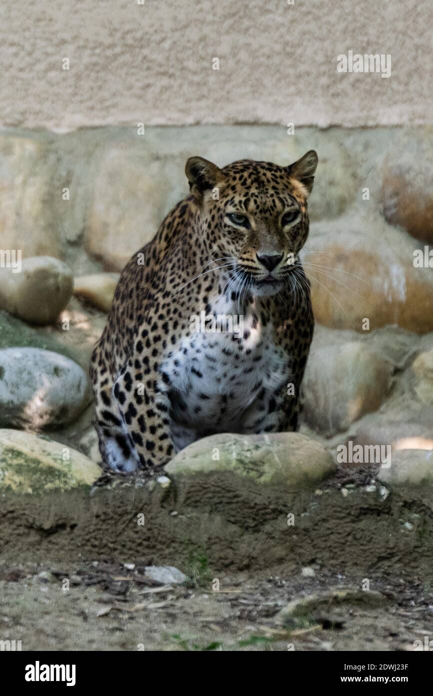Panthere De Ceylan High Resolution Stock Photography and Images - Alamy
