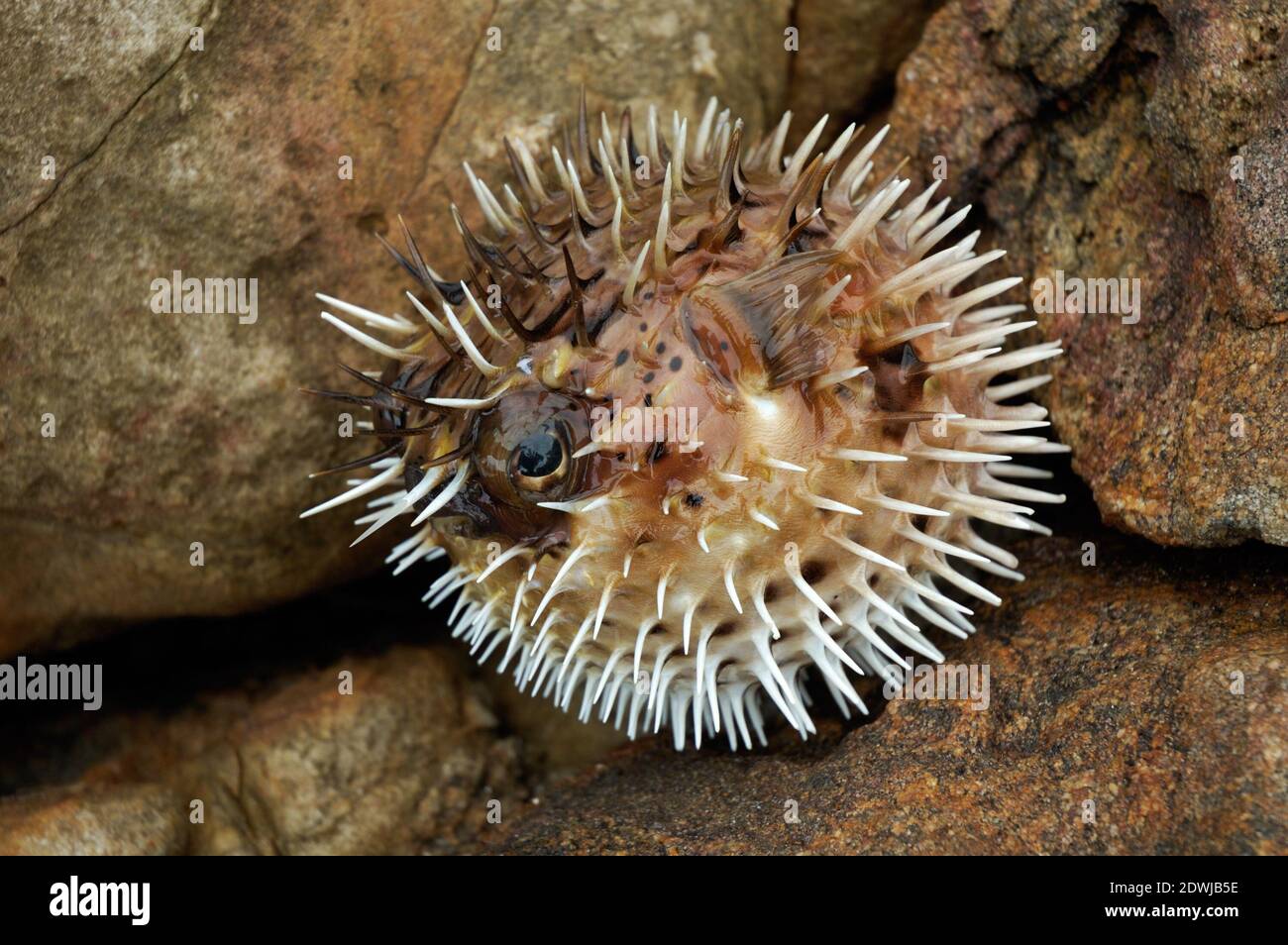 Inflated balloon fish hi-res stock photography and images - Alamy