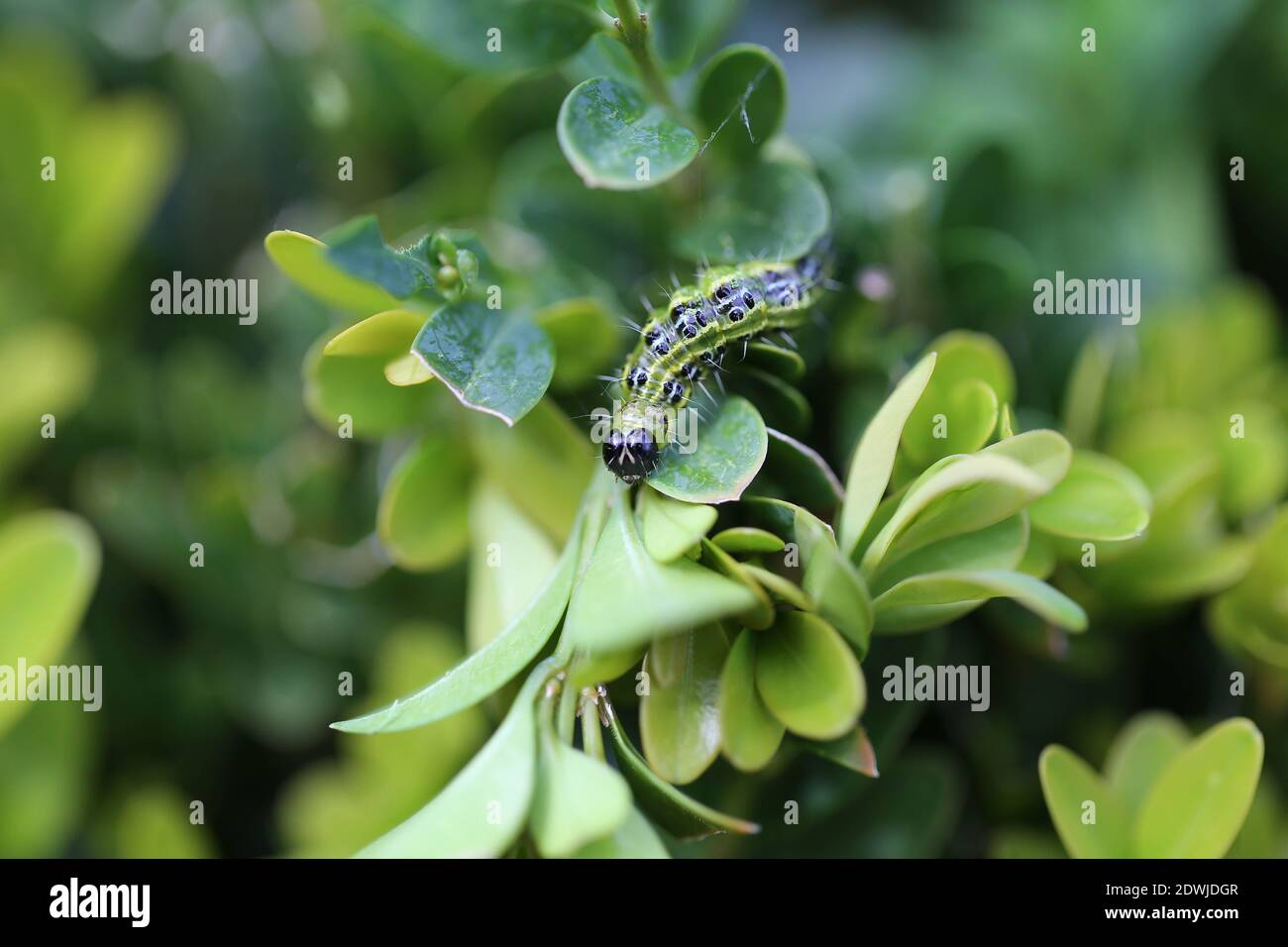 Buchsbaumzünsler, Caterpillar of box tree moth, Cydalima perspectalis ...