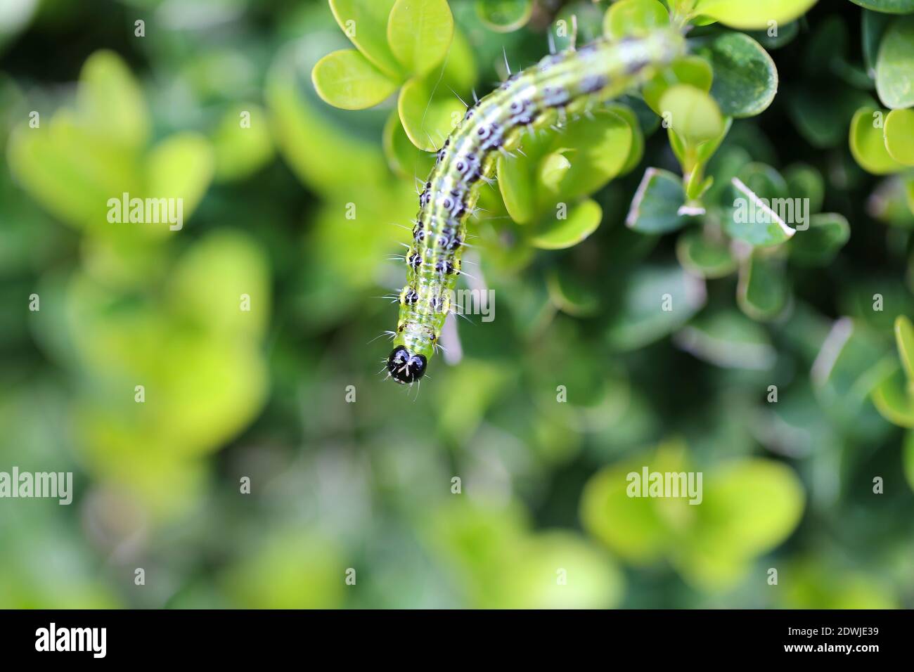 Buchsbaumzünsler, Caterpillar of box tree moth, Cydalima perspectalis ...