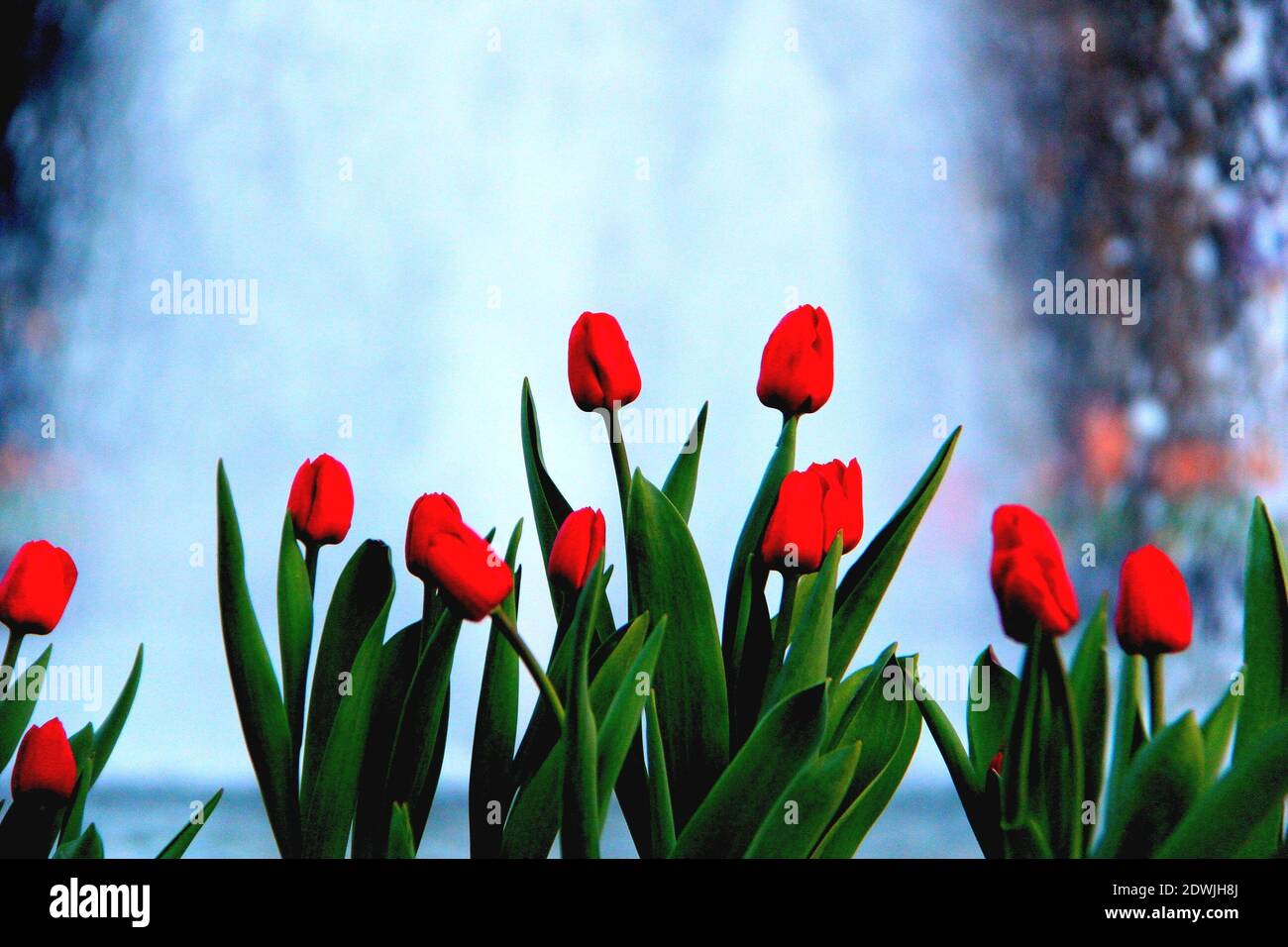 Tulips and waterfall hi-res stock photography and images - Alamy