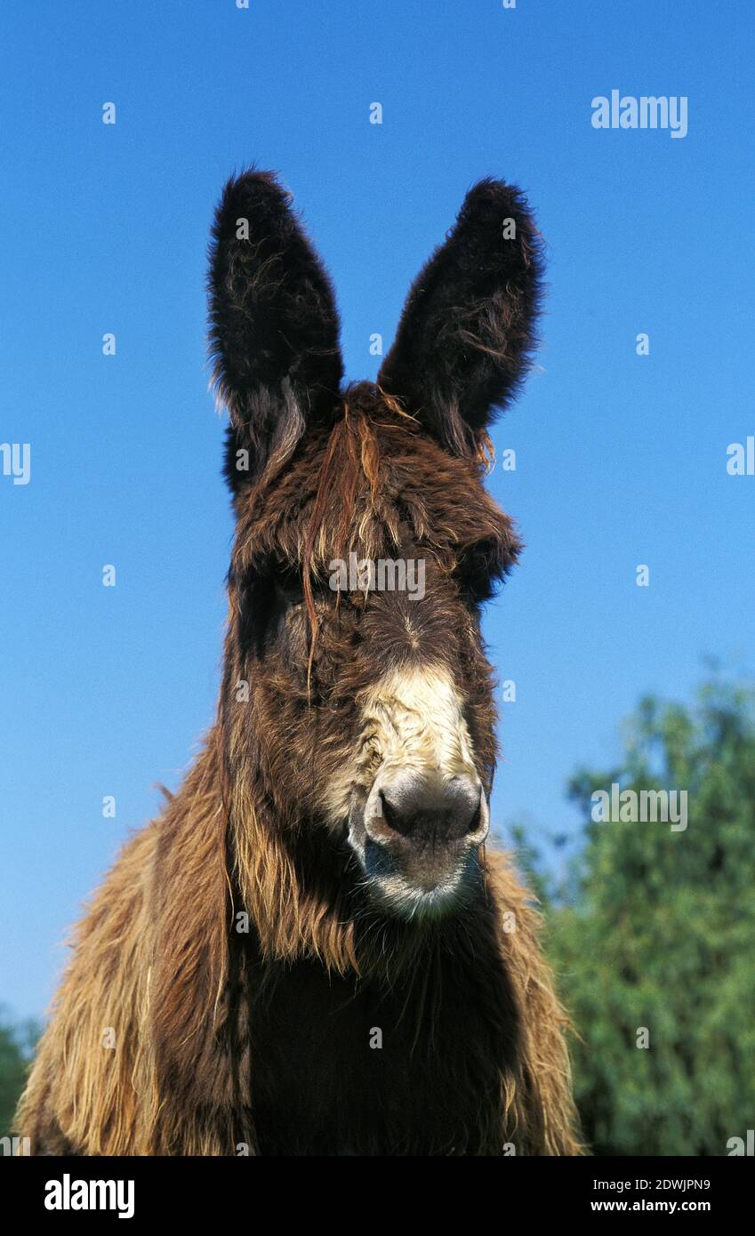 Poitou Donkey or Baudet du Poitou, a French Breed Stock Photo - Alamy