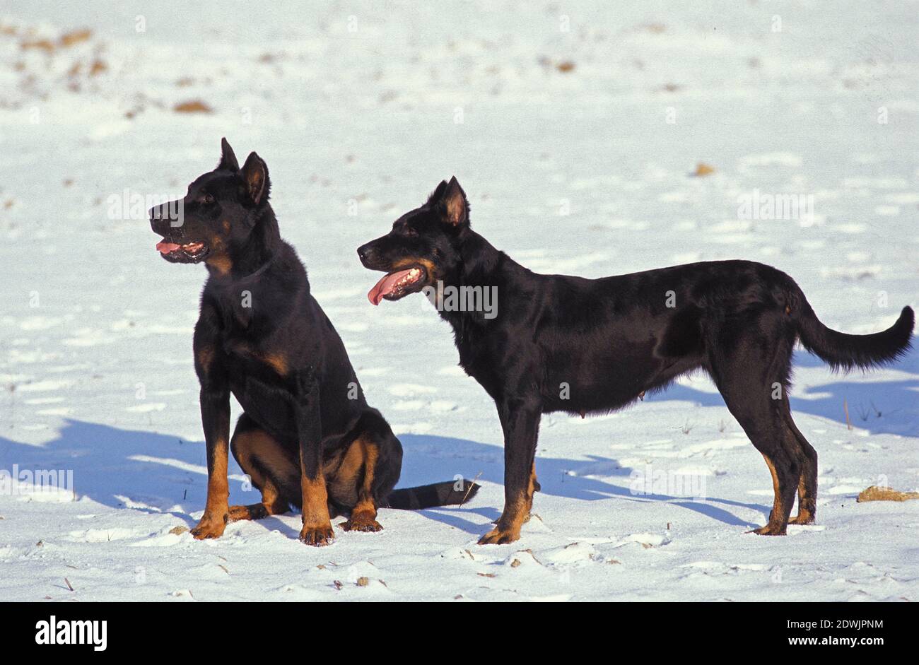 Beauceron Dog or Beauce Sheepdog standing on Snow, (Old Standard Breed ...