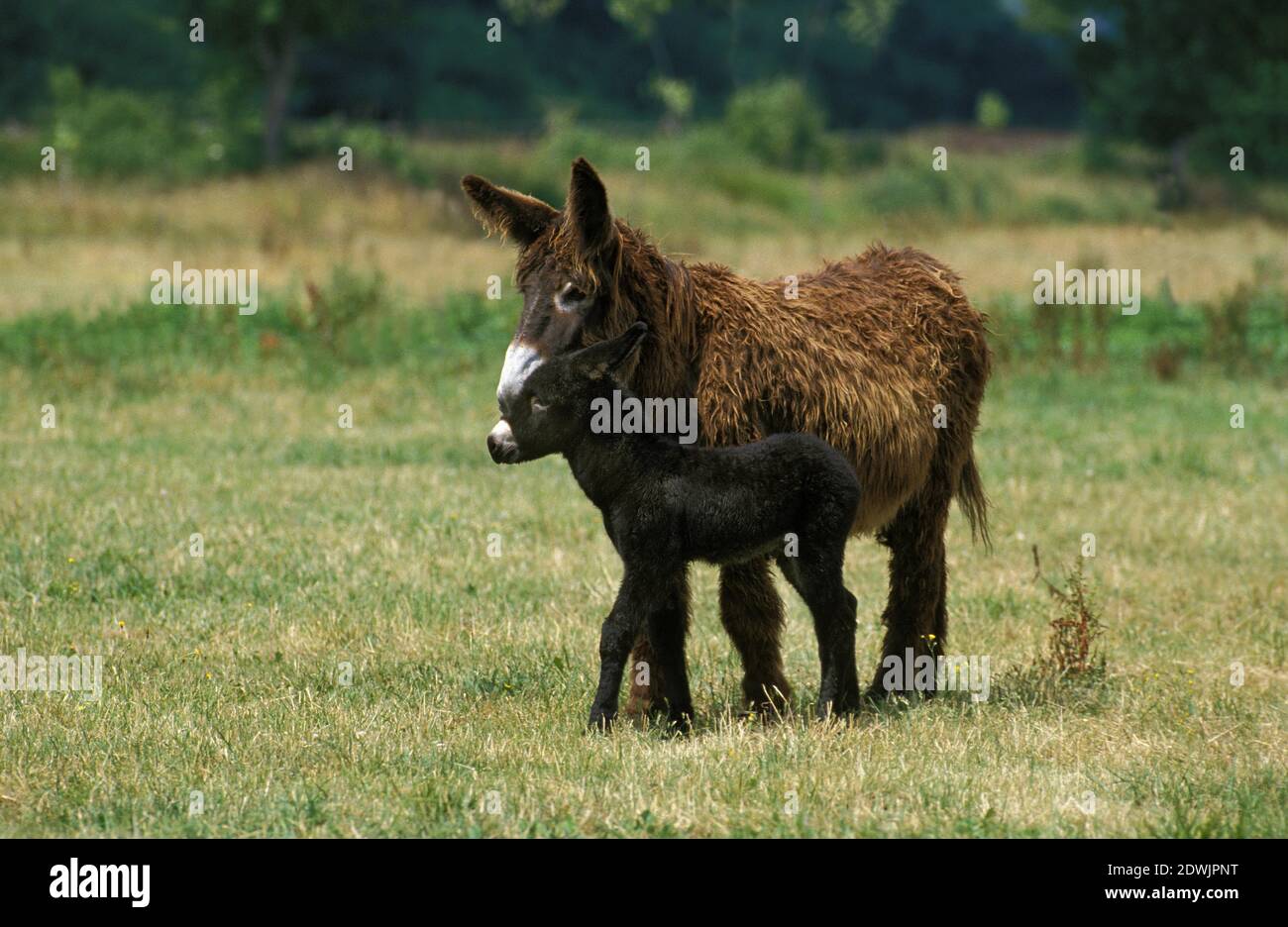 Poitou Donkey or Baudet du Poitou, a French Breed, Mother and Foal ...