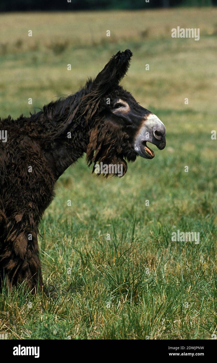 Poitou Donkey or Baudet du Poitou calling, a French Breed Stock Photo ...