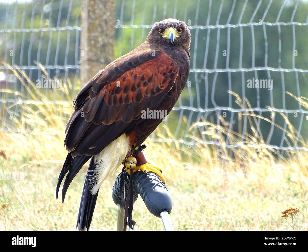 Harris hawk perching hi-res stock photography and images - Alamy