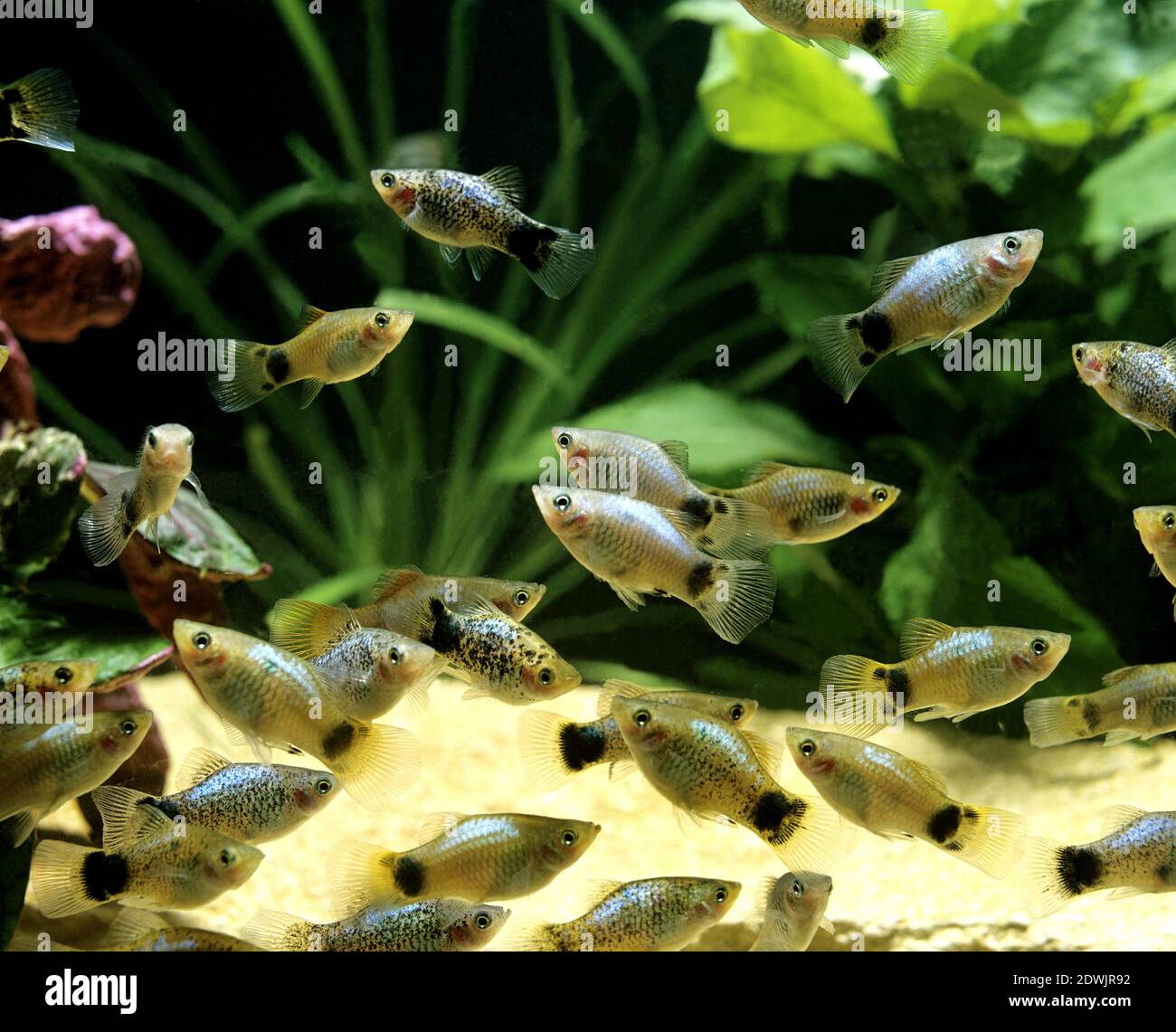 Parrot Platy, xiphophorus variatus Stock Photo - Alamy