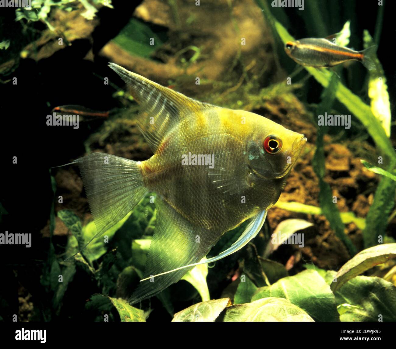 Angelfish, pterophyllum scalare Stock Photo - Alamy