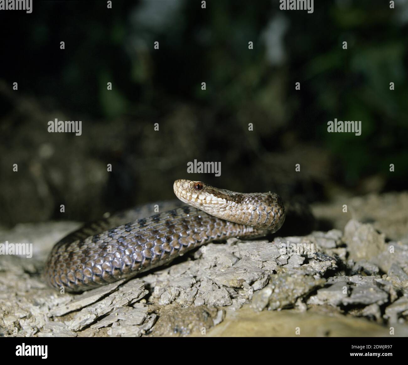 Adder, vipera berus Stock Photo - Alamy