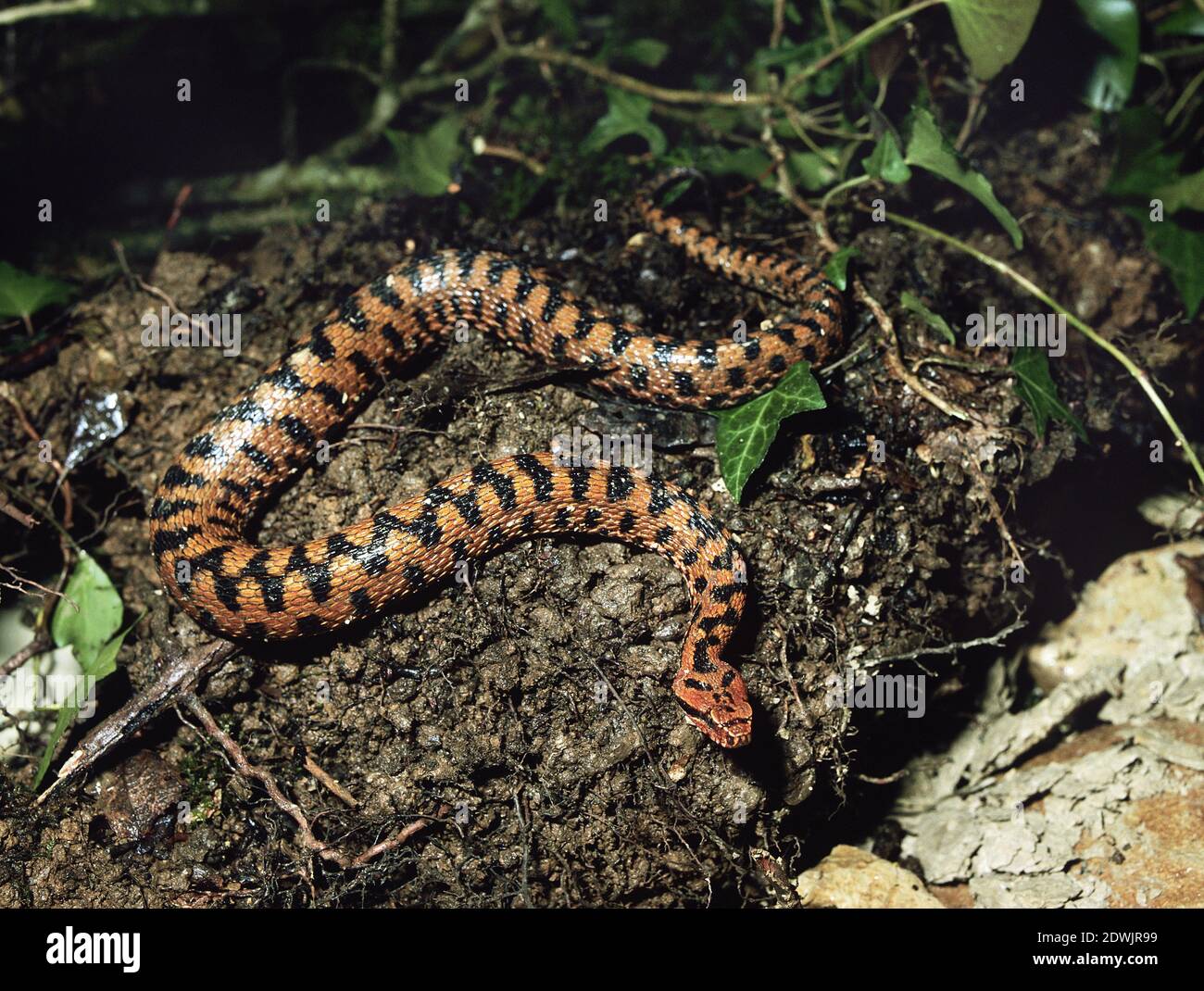 Asp Viper, vipera aspis Stock Photo - Alamy