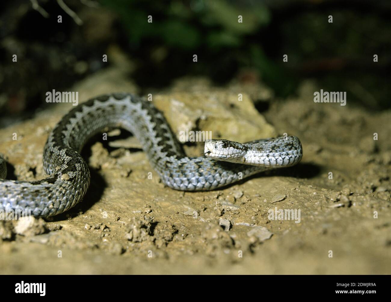 Meadow Viper, vipera ursinii Stock Photo - Alamy