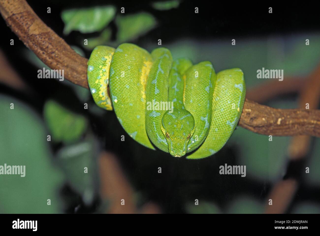 Green Tree Python, morelia viridis Stock Photo - Alamy