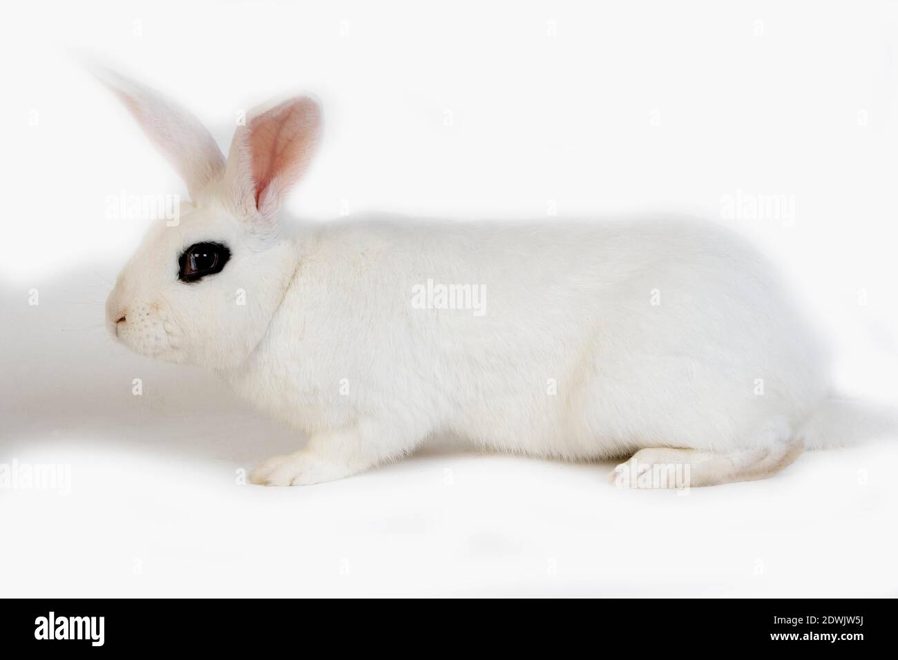 Hotot Domestic Rabbit, a Breed from Normandy Stock Photo - Alamy