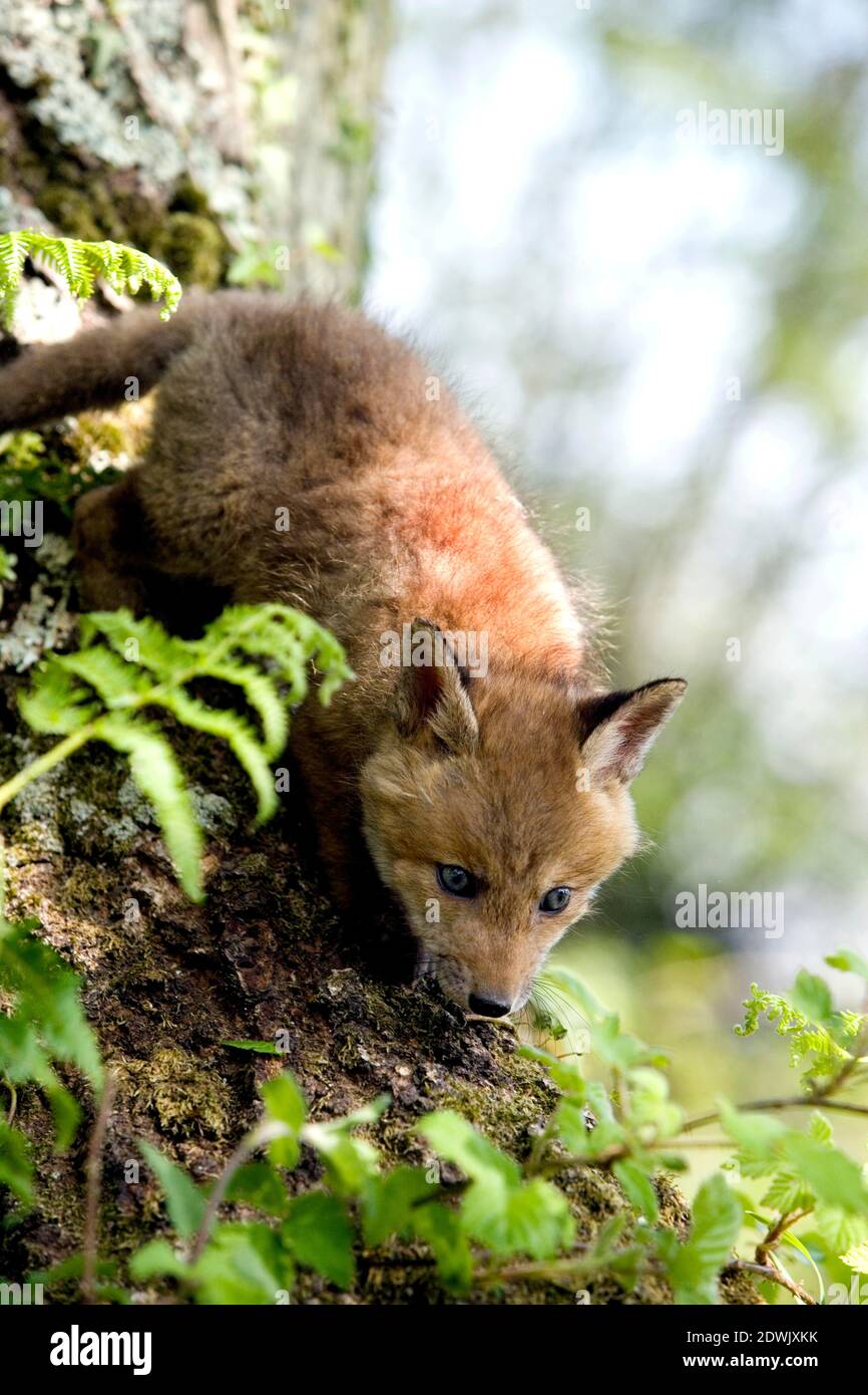 Red Fox, vulpes vulpes, Cub standing at Den Entrance, Normandy Stock Photo - Alamy