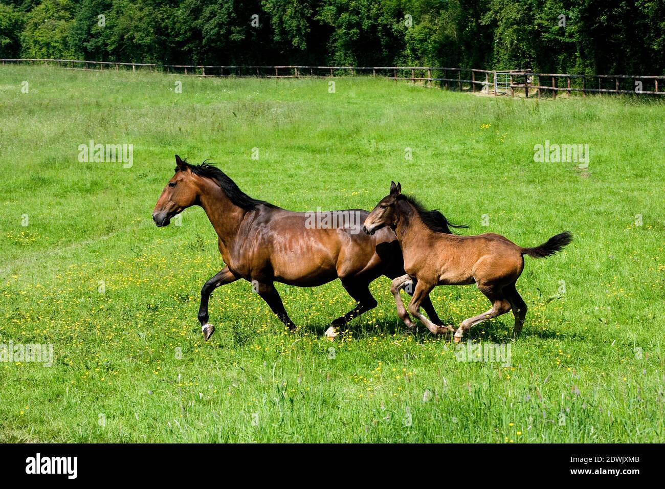 French Trotter Horse, Mare and Foal, Normandy Stock Photo - Alamy