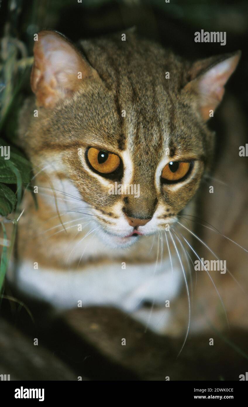 Rusty-Spotted Cat, prionailurus rubiginosus Stock Photo - Alamy