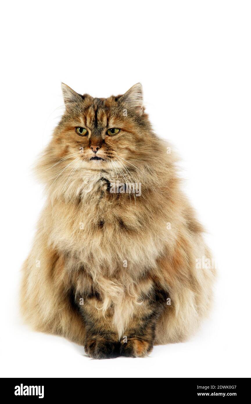 Tortoiseshell Persian Domestic Cat, Female against White Background ...