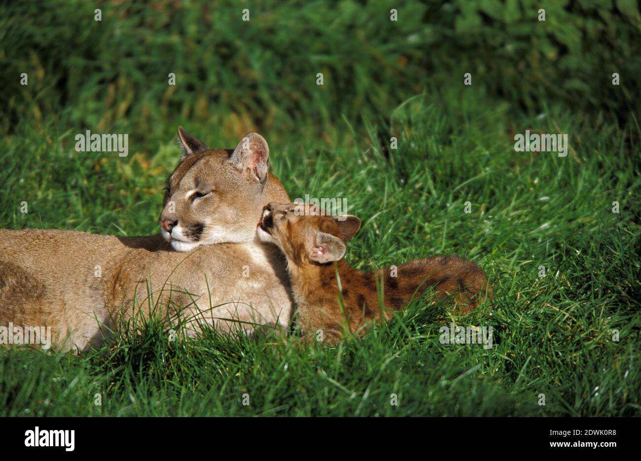 Puma concolor mother licking cub hi-res stock photography and images ...