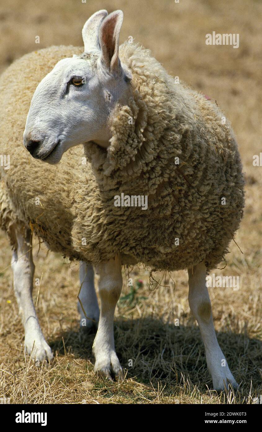 Border Leicester Domestic Sheep Stock Photo - Alamy