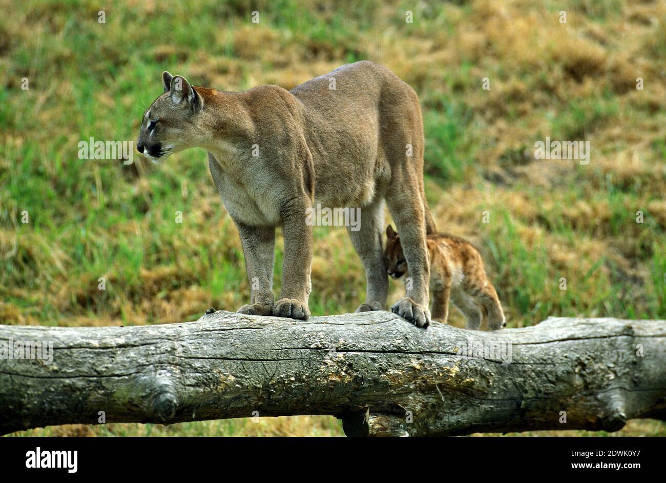 Cougar, puma concolor, Mother and Cub Stock Photo - Alamy