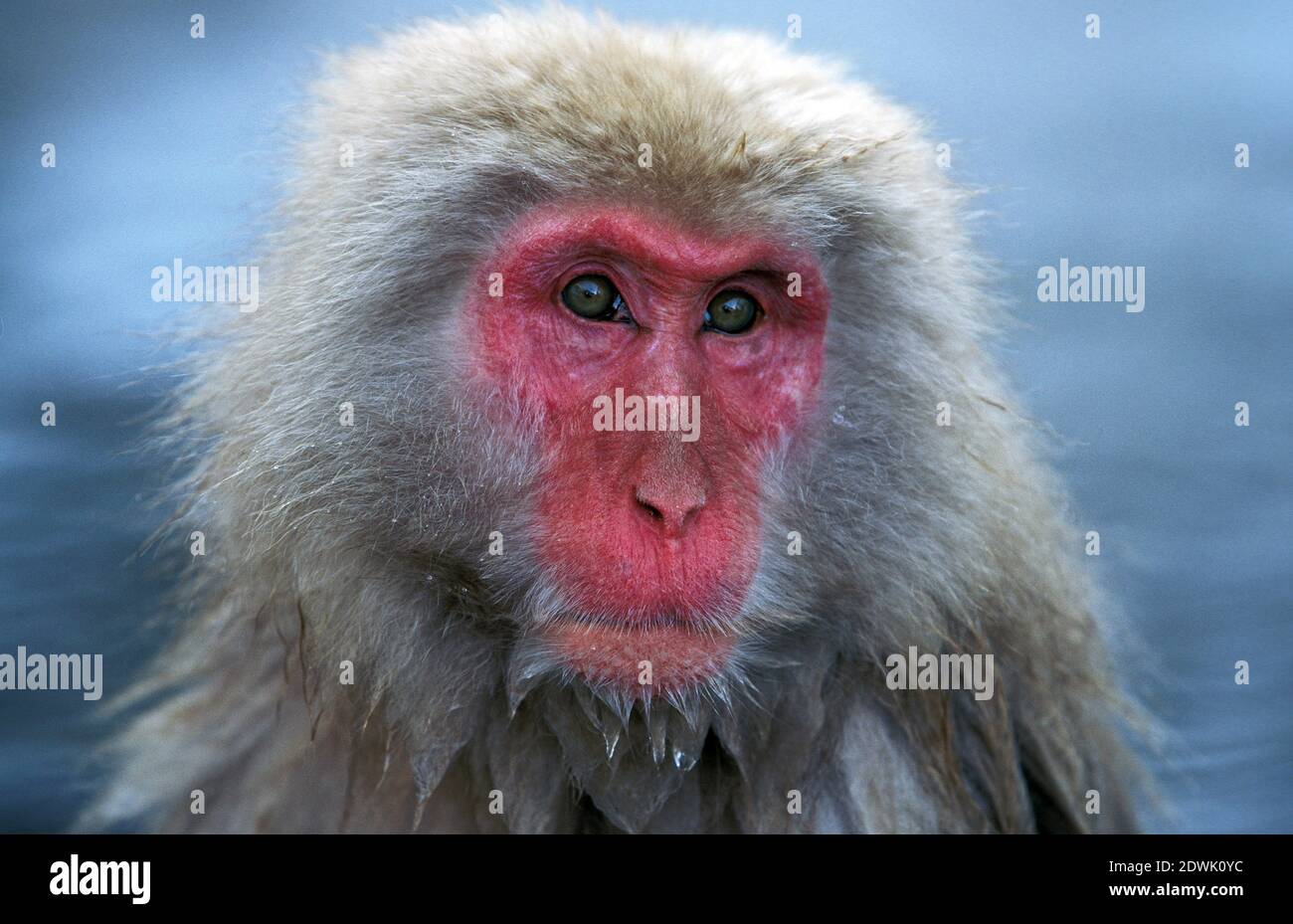Portrait of Japanese Macaque, macaca fuscata, Hokkaido Island in Japan ...