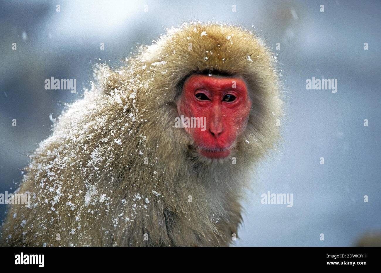 Japanese Macaque, macaca fuscata, Hokkaido Island in Japan Stock Photo ...