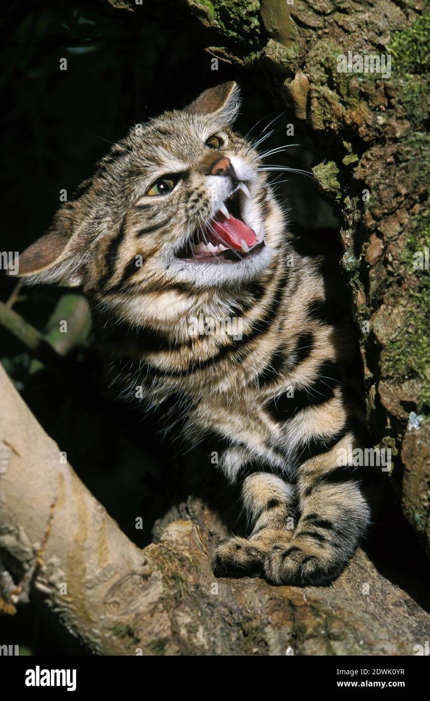 Felis nigripes hi-res stock photography and images - Alamy