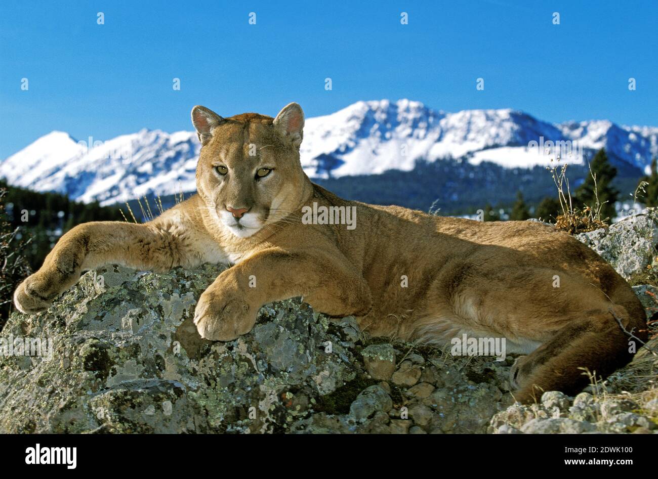 Cougar, puma concolor, standing on Rock, Montana Stock Photo - Alamy