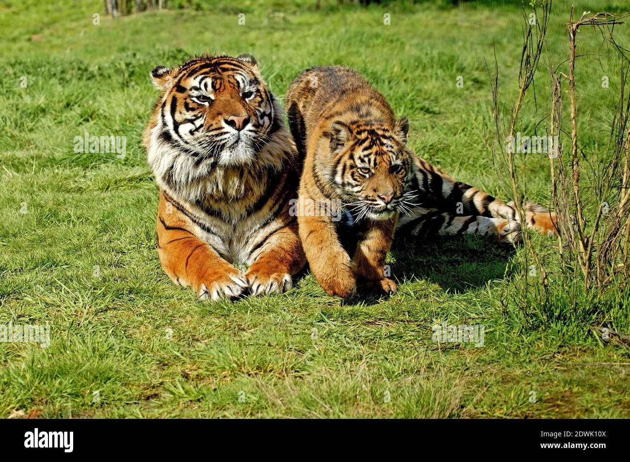 Sumatran Tiger, panthera tigris sumatrae, Mother and Cub Stock Photo ...