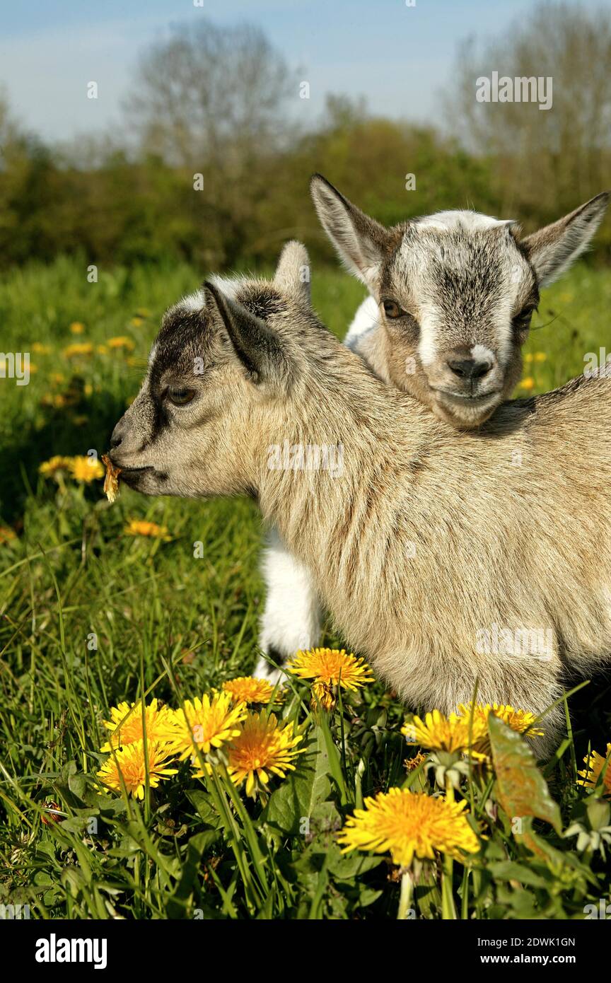 3 months old baby goat hi-res stock photography and images - Alamy