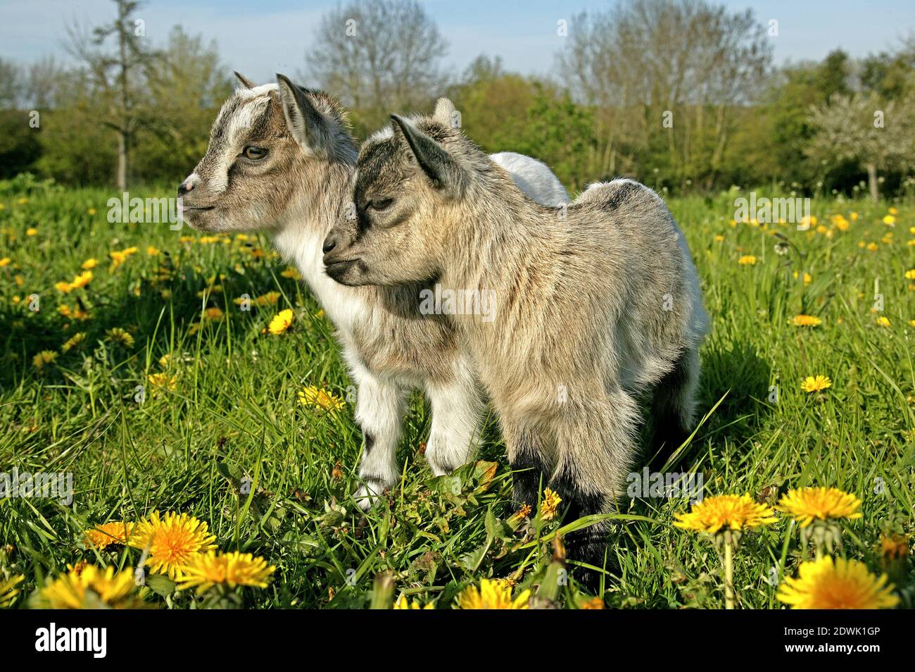 3 Months Old Pygmy Goat or Dwarf Goat, capra hircus Stock Photo - Alamy